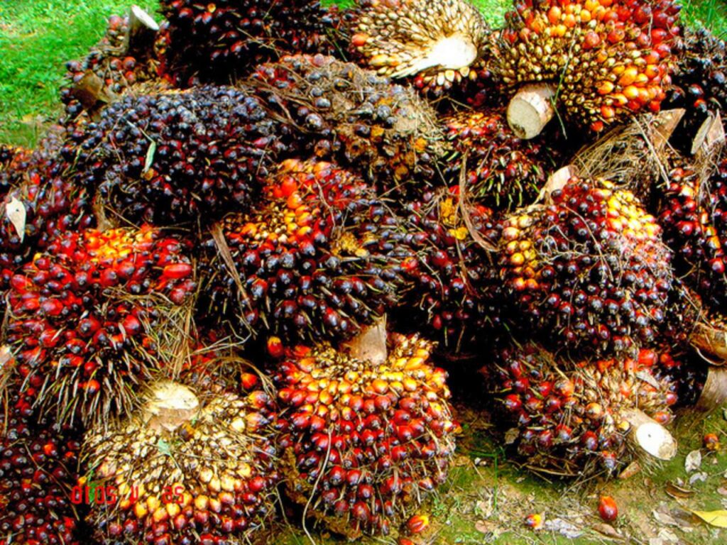 Raja Sawit Booster – Buah Lebih Berat Besar Dan Penuh